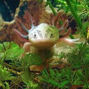 Lake Xochimilco | Mexico Lakes